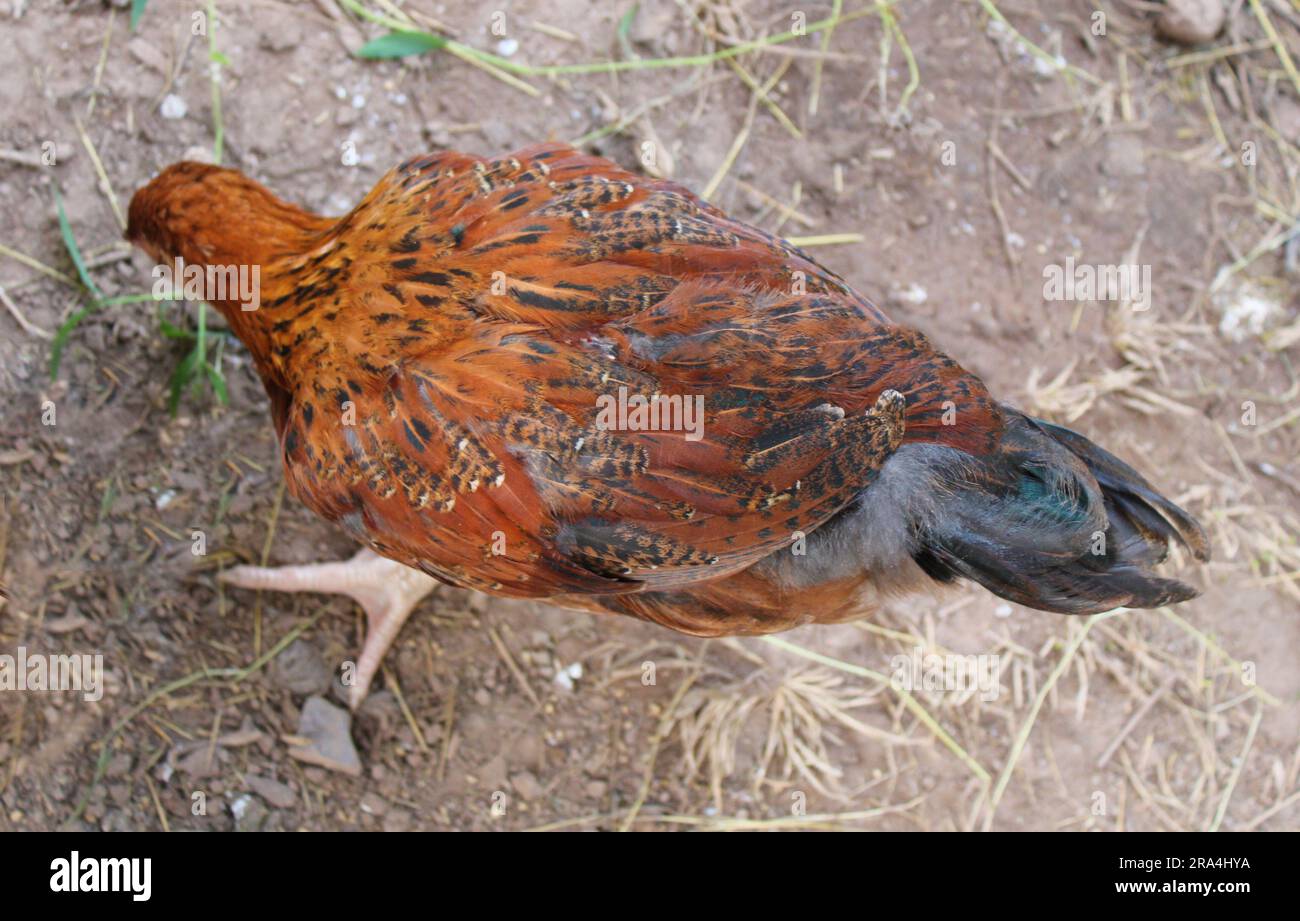 Red, Orange and Black Feathers on a Young Mix-Breed Chicken Stock Photo ...