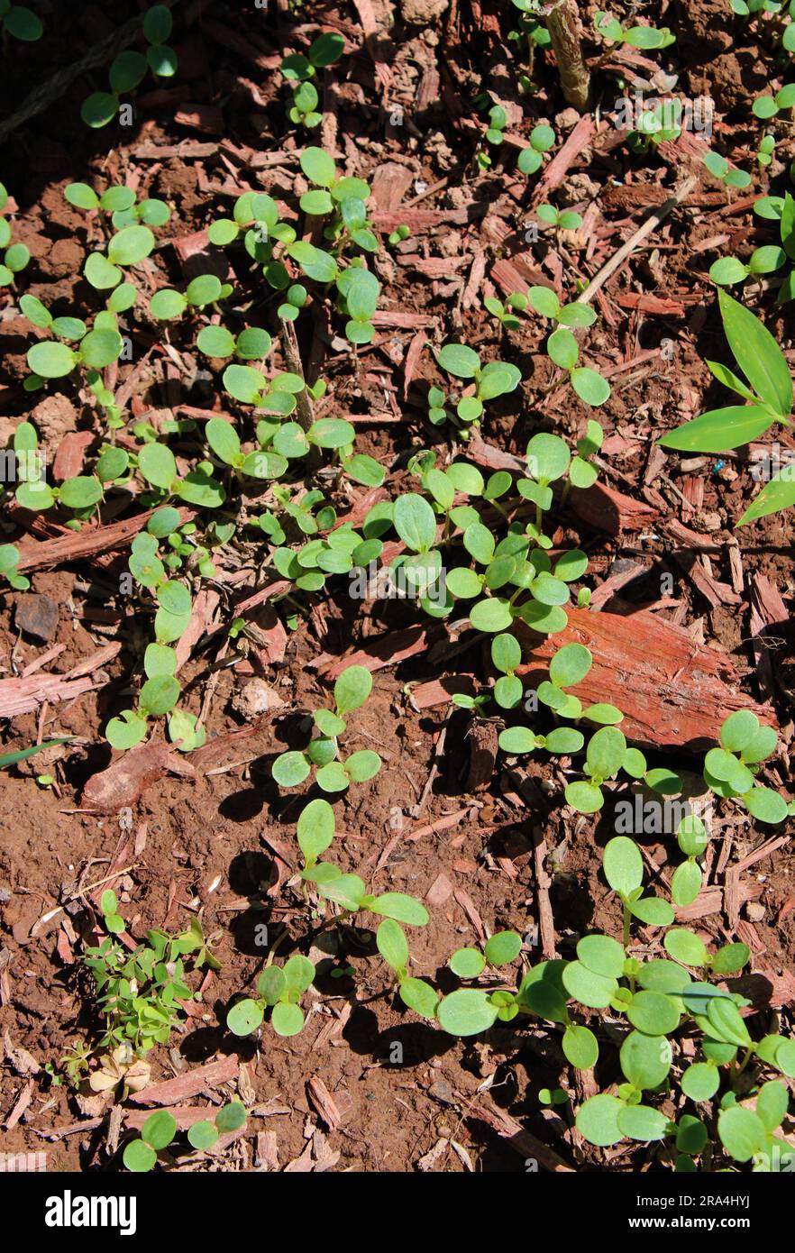 A Patch of Newly-Sprouted Zinnia Plants Stock Photo - Alamy