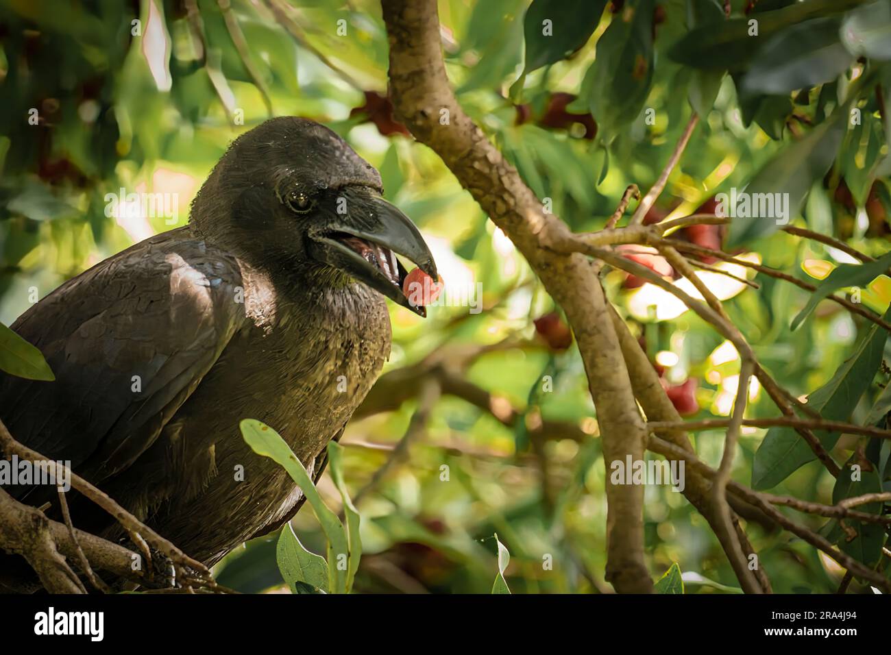 Corvus pectoralis hi-res stock photography and images - Alamy