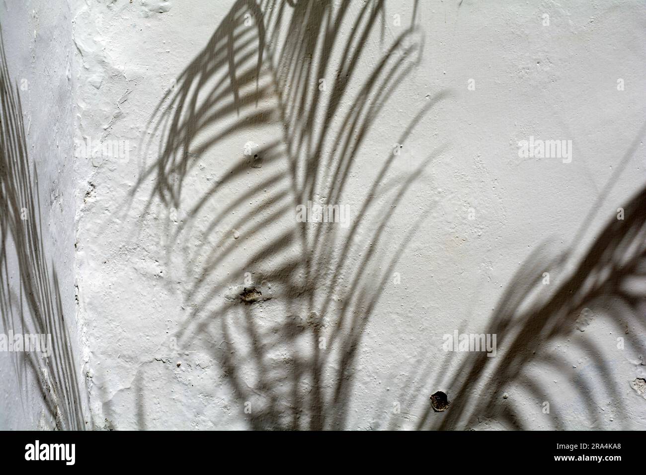 Background shadow leaves against wall hi-res stock photography and ...