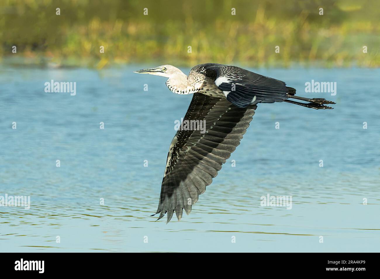 White-necked Heron or Pacific Heron (Ardea pacifica) in flight over ...