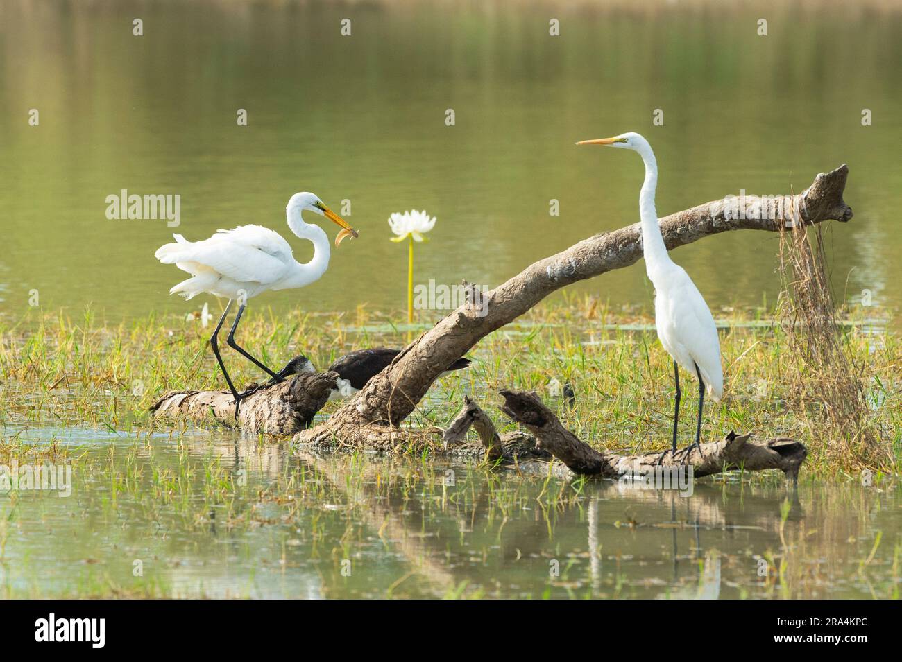 Australian egrets hi-res stock photography and images - Alamy