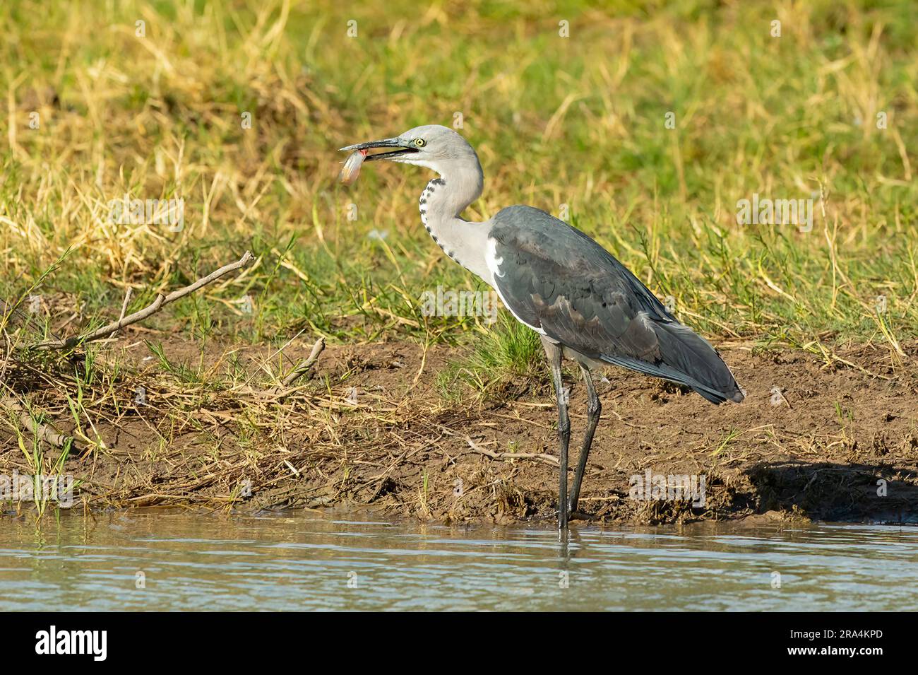 White-necked Heron or Pacific Heron (Ardea pacifica) with fish in ...