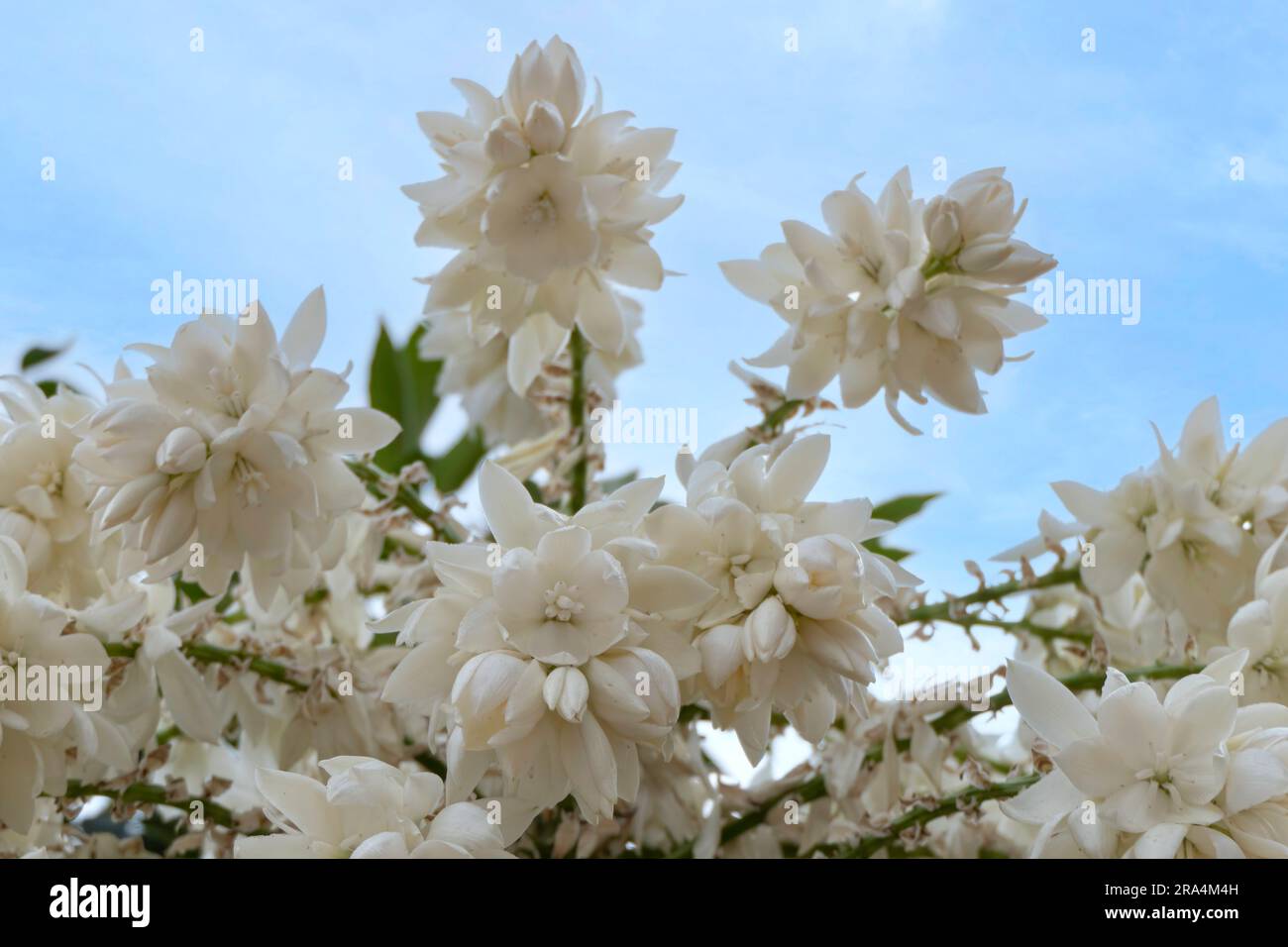 Delicate white flowers of Yucca Rostrata or Beaked Yucca plant close up ...