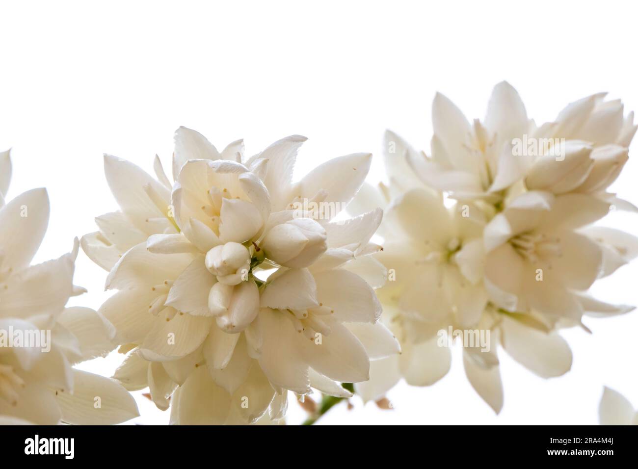 Delicate white flowers of Yucca Rostrata or Beaked Yucca plant close up ...