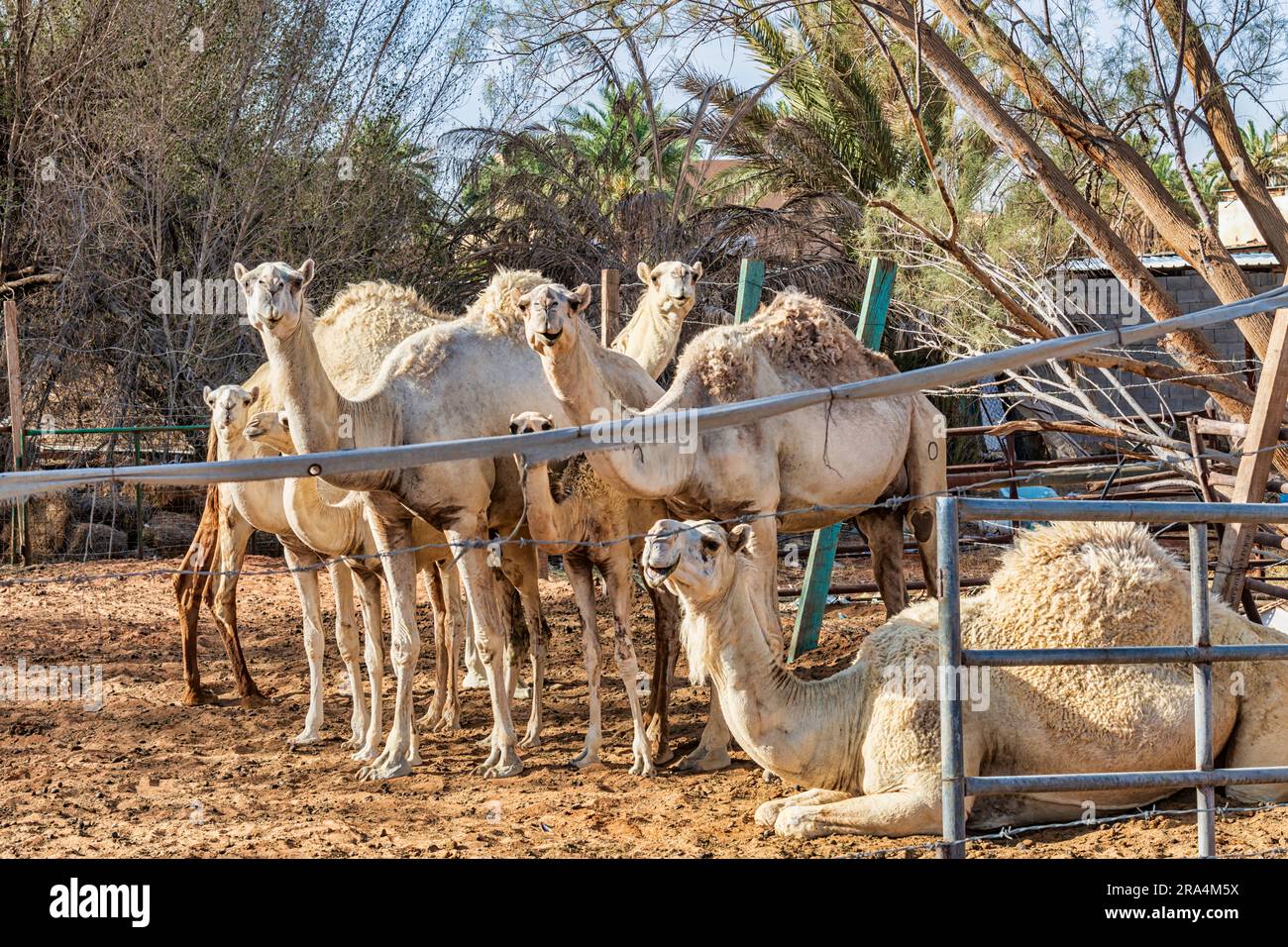 Camels in a pen hi-res stock photography and images - Alamy