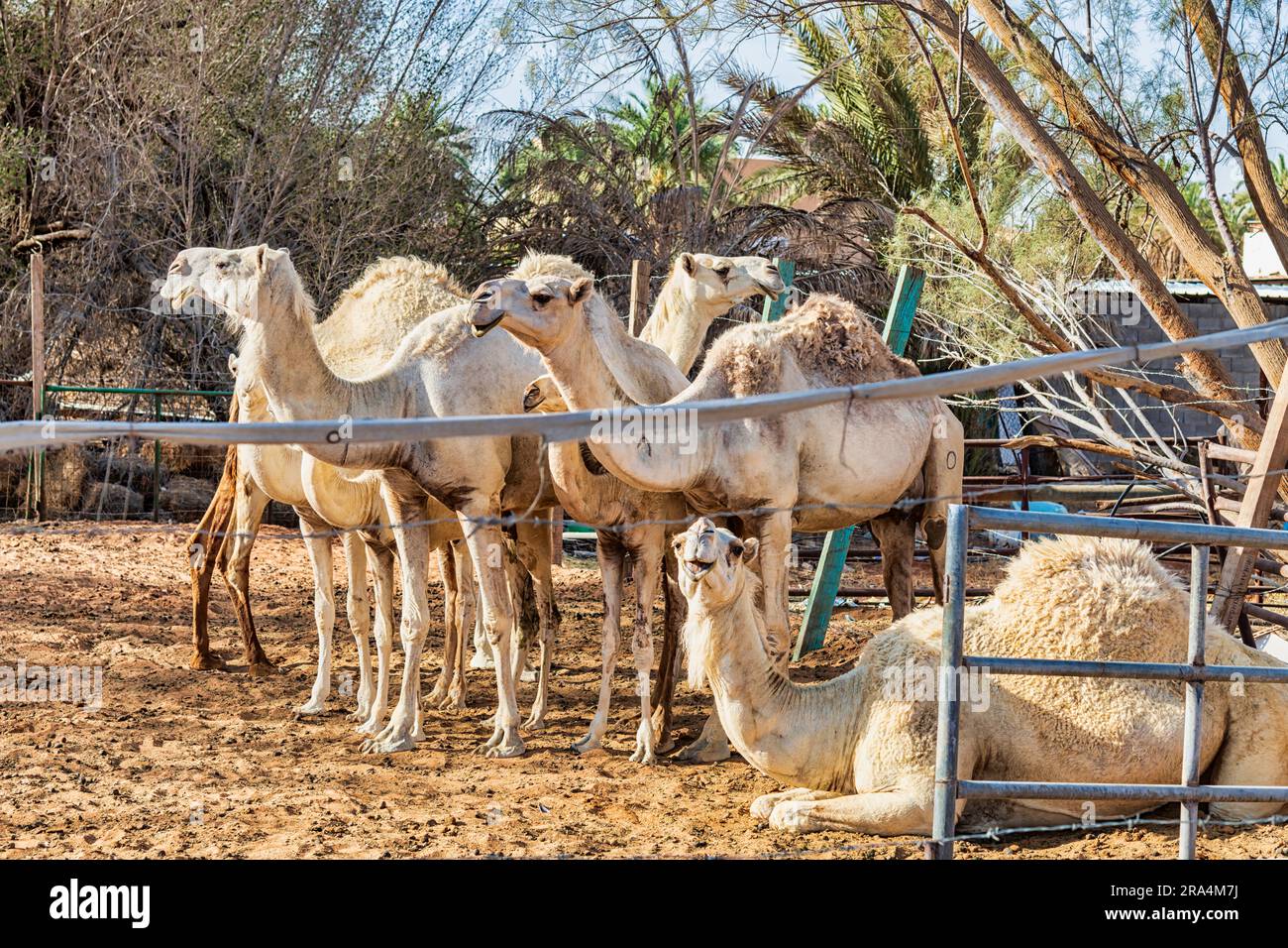 Group of farms hi-res stock photography and images - Alamy