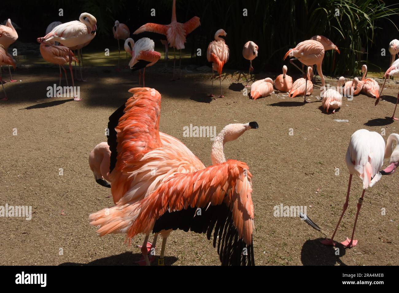 Los Angeles, California, USA 29th June 2023 Flamingos at LA Zoo on June ...