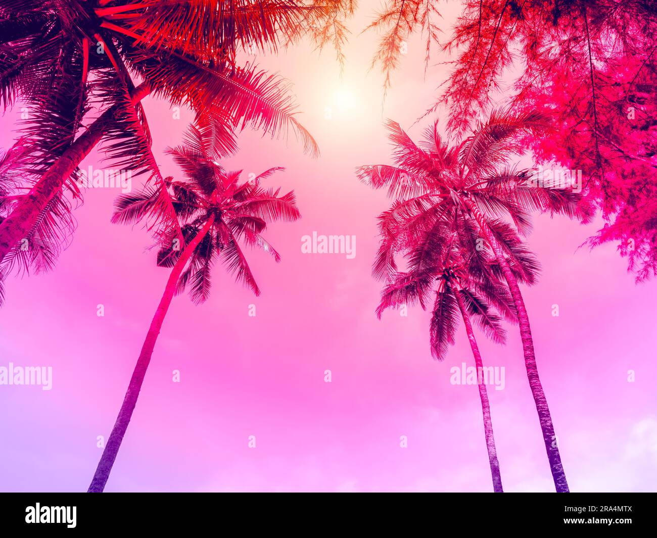 Coconut palm trees on summer colorful sky with sun rays, beautiful ...