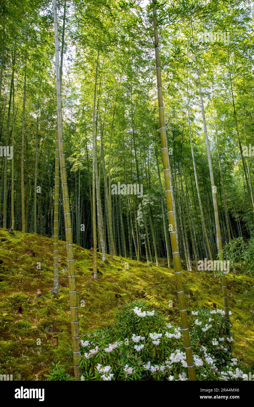 Tenryu - ji temple grounds, Kyoto, Japan,2023 and its famous scenic zen ...