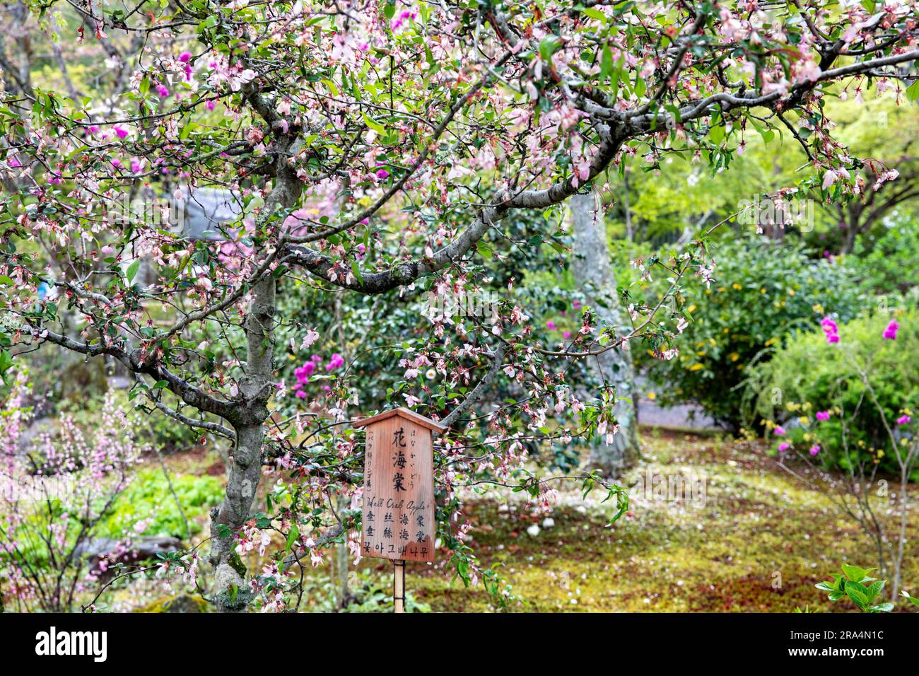 Kyoto,Japan,2023, Malus halliana is an East Asian crabapple species of ...