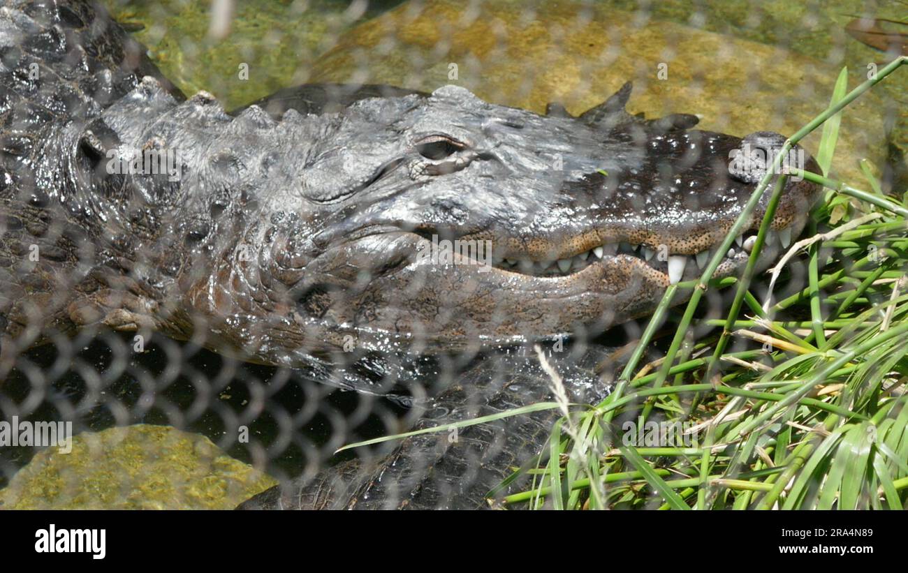 Los Angeles, California, USA 29th June 2023 American Alligator at LA ...