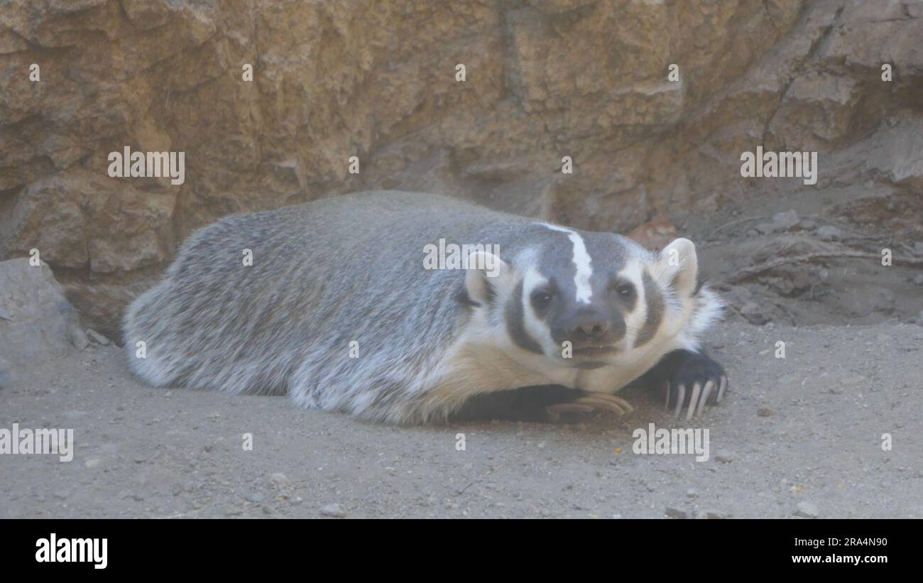 Los Angeles, California, USA 29th June 2023 American Badger at LA Zoo ...