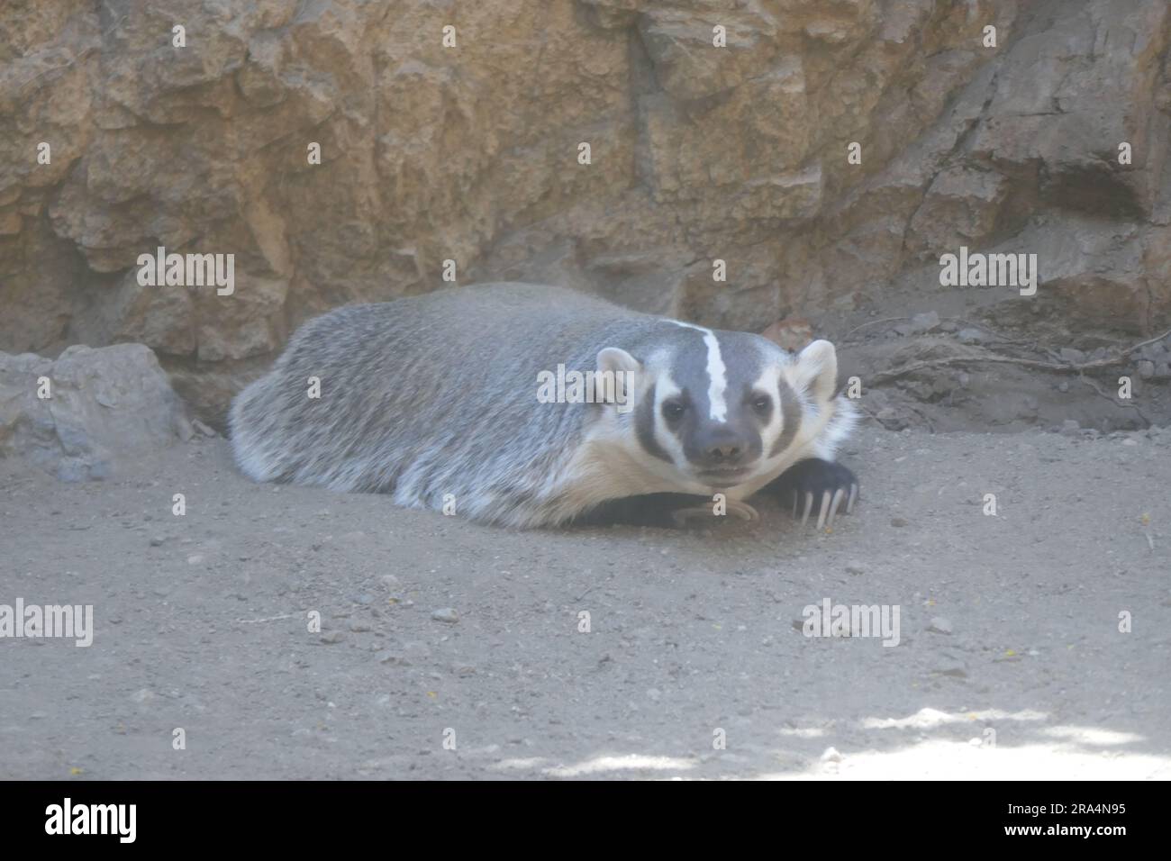 Los Angeles, California, USA 29th June 2023 American Badger at LA Zoo ...