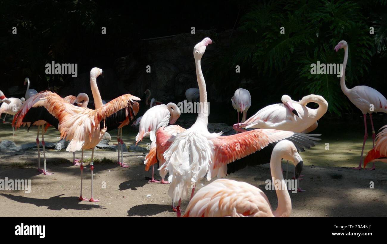 Los Angeles, California, USA 29th June 2023 Flamingos at LA Zoo on June ...