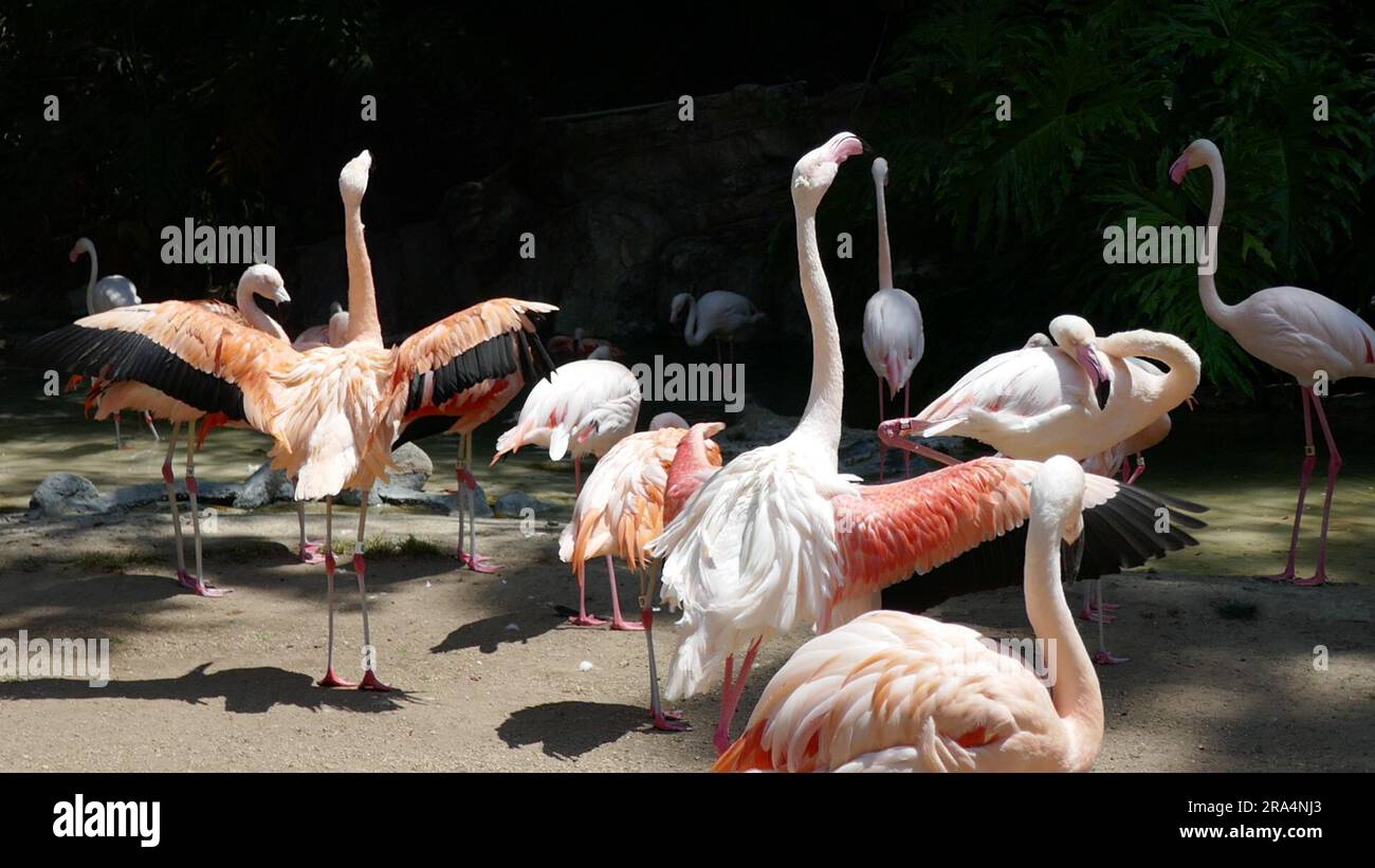 Los Angeles, California, USA 29th June 2023 Flamingos at LA Zoo on June ...