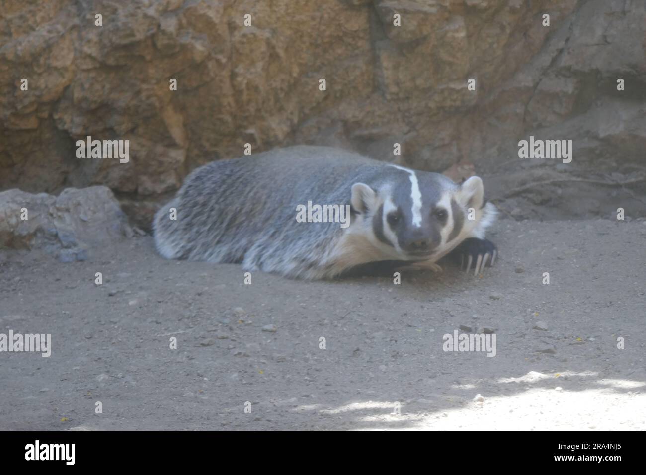 Los Angeles, California, USA 29th June 2023 American Badger at LA Zoo ...