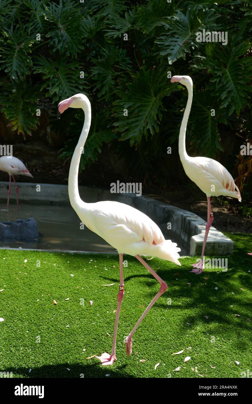 Los Angeles, California, USA 29th June 2023 Flamingos at LA Zoo on June ...