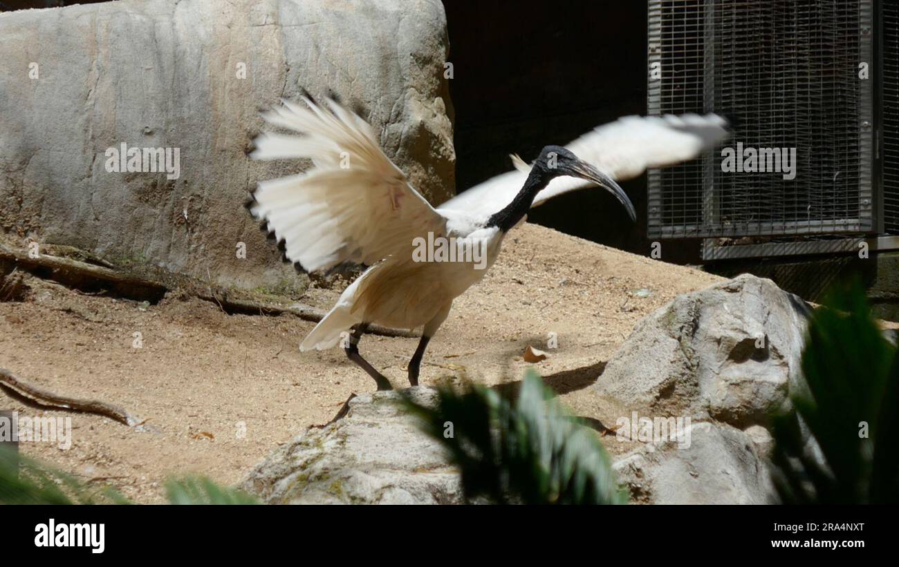 Los Angeles, California, USA 29th June 2023 Aviary at LA Zoo on June 29 ...