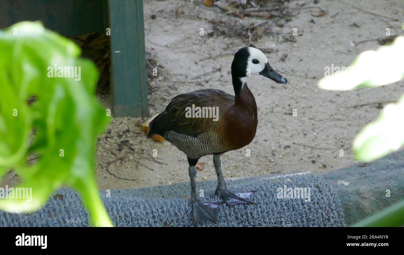 Los Angeles, California, USA 29th June 2023 Duck in Aviary at LA Zoo on ...