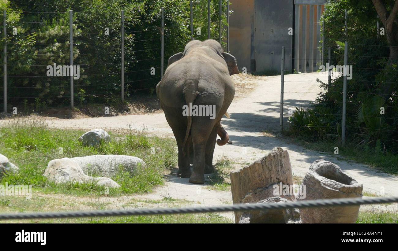 Los Angeles, California, USA 29th June 2023 Elephant Billy at LA Zoo on ...
