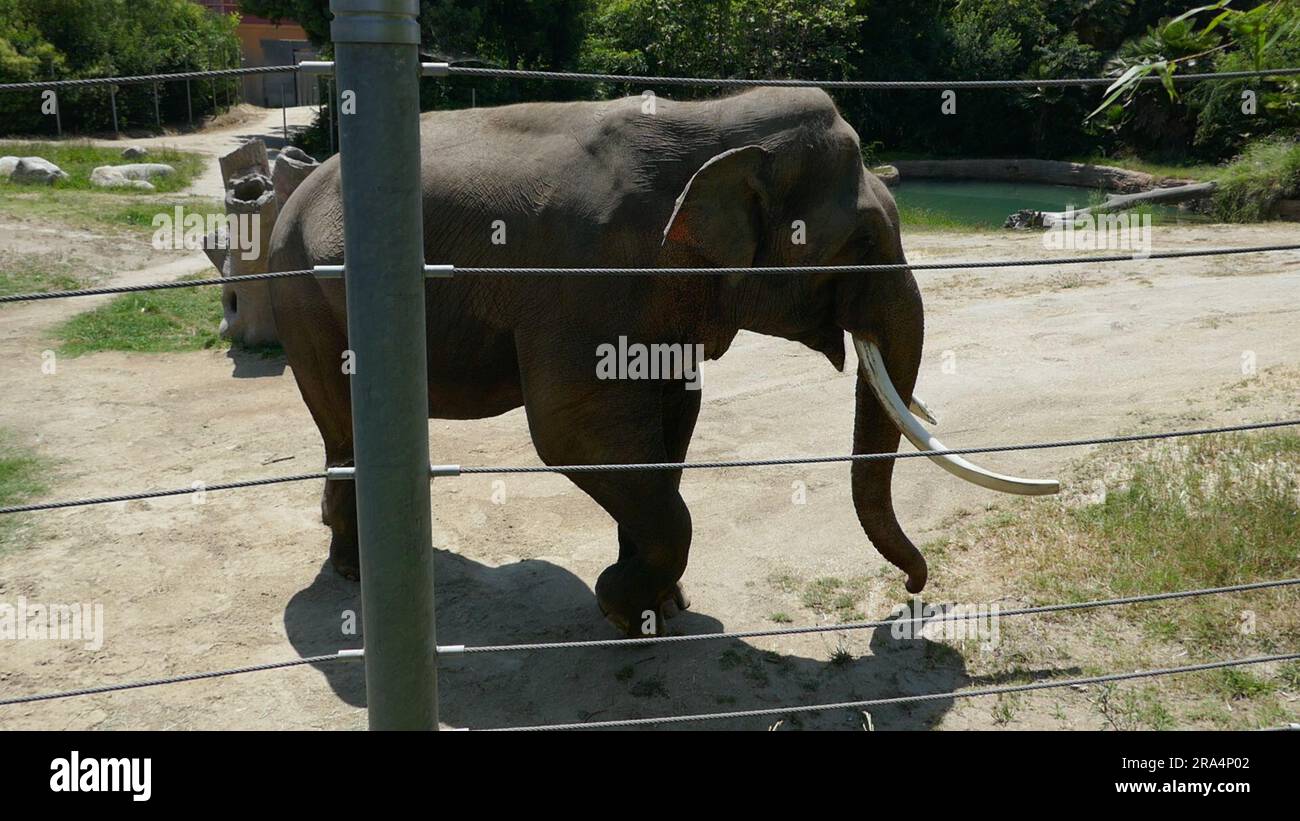 Los Angeles, California, USA 29th June 2023 Elephant Billy at LA Zoo on ...
