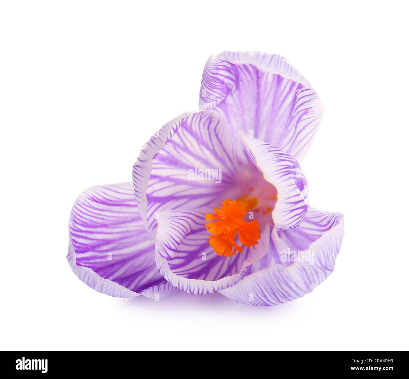 Beautiful Saffron flower isolated on white background Stock Photo - Alamy