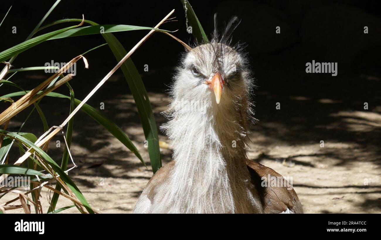Los Angeles, California, USA 29th June 2023 Red-legged Seriema Bird at ...