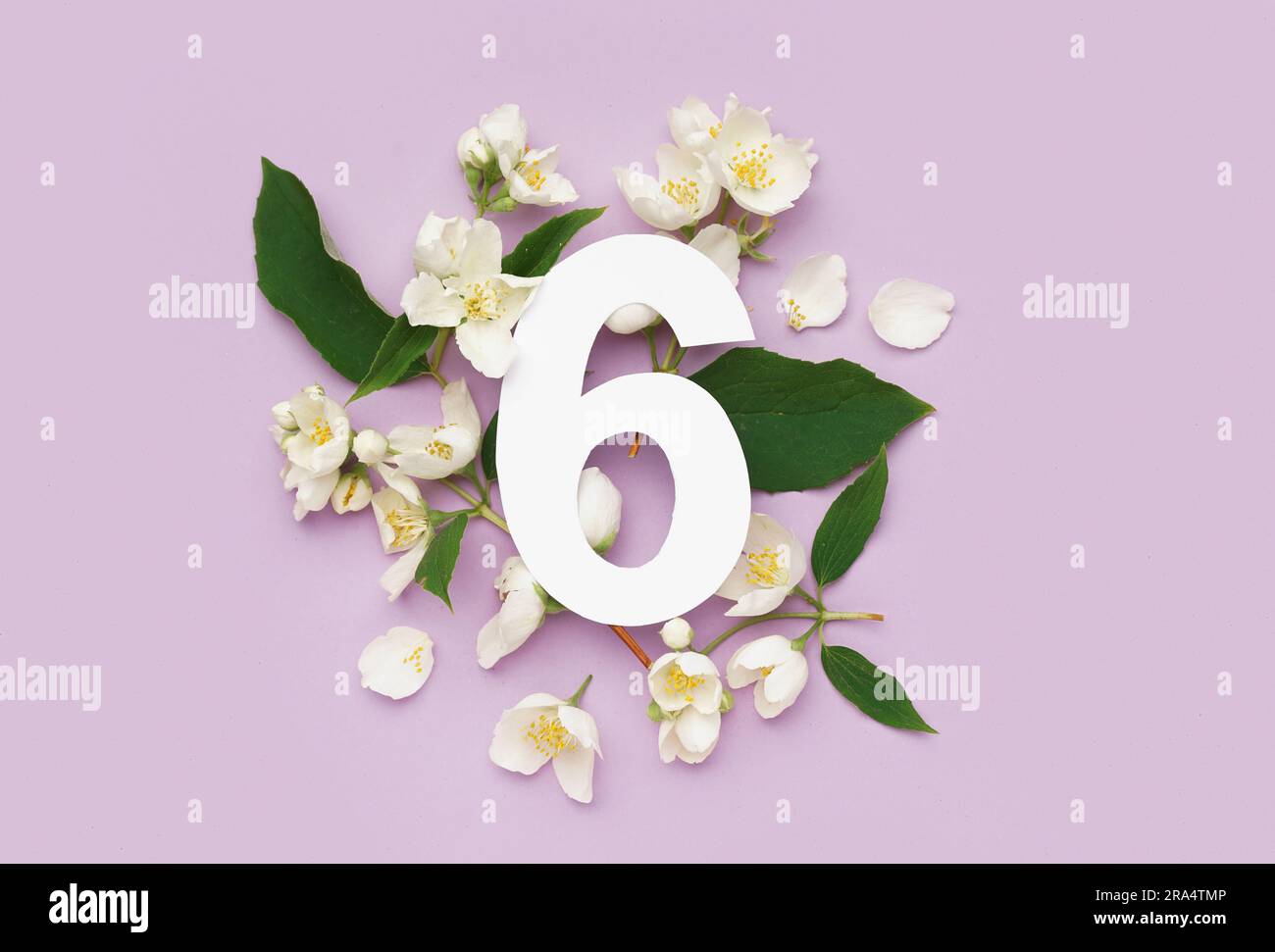 Green leaves and white flowers with paper number six on lilac ...