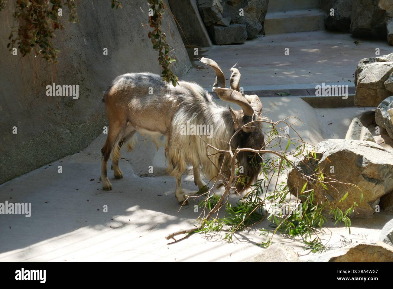 Los Angeles, California, USA 29th June 2023 Tajik Markhor at LA Zoo on ...