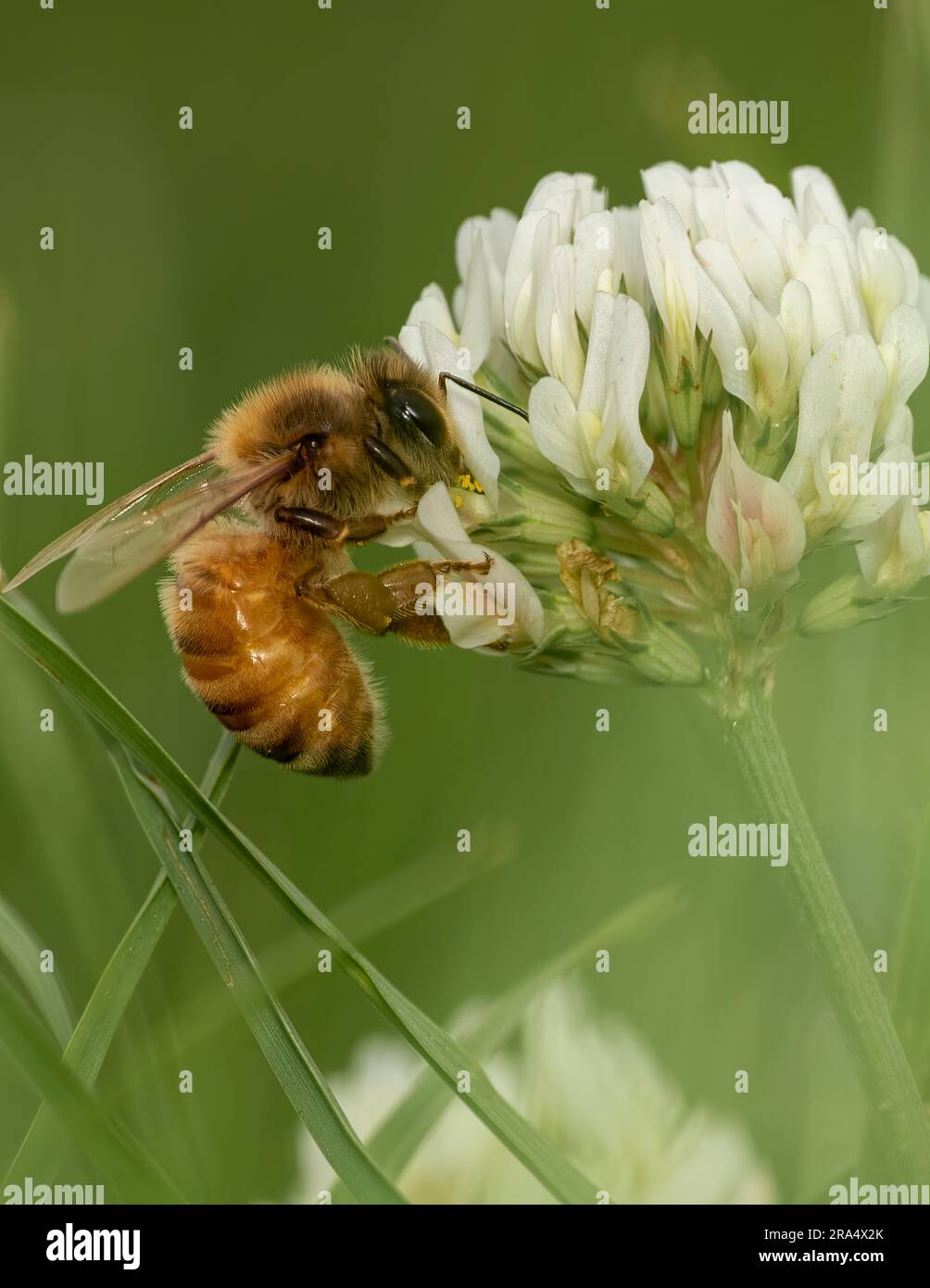 A bee collecting nectar on a white clover flower Stock Photo - Alamy