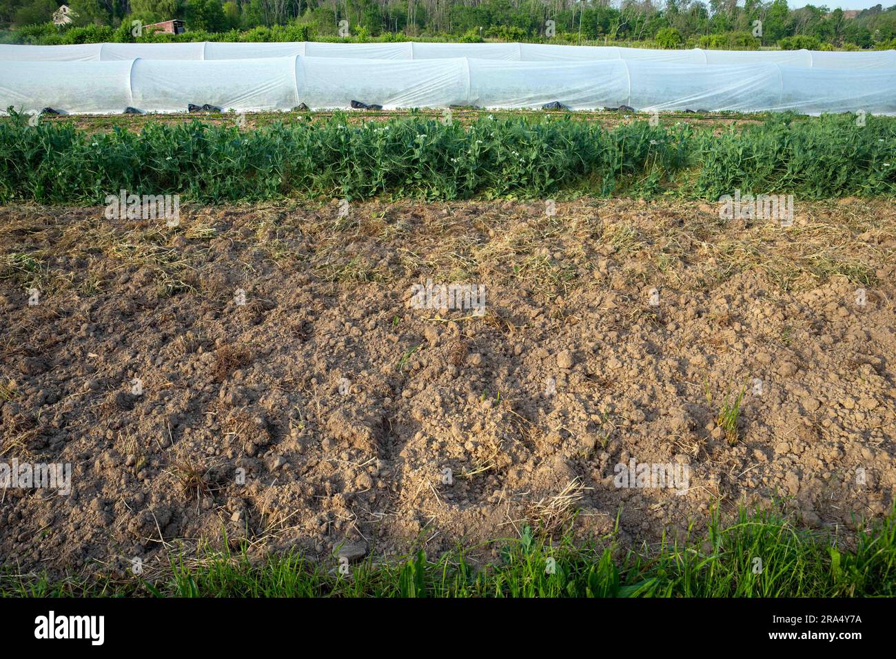 Freshly tilled organic vegetable garden bed brown soil farm scene Stock ...