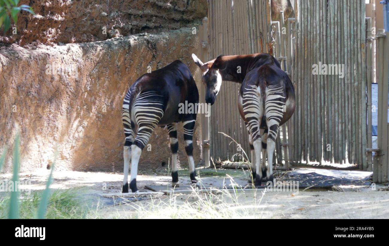 Los Angeles, California, USA 29th June 2023 Okapis at LA Zoo on June 29 ...