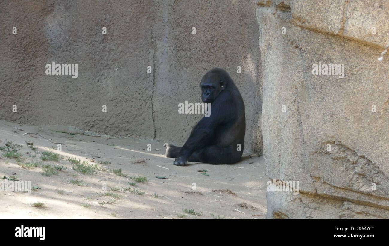 Los Angeles, California, USA 29th June 2023 Western Lowland Gorilla at LA Zoo on June 29, 2023 ...