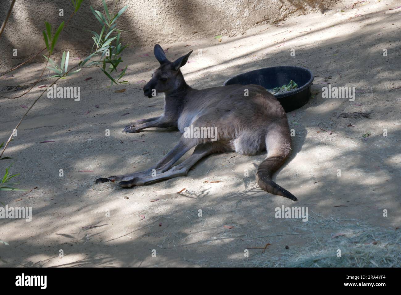 Los Angeles, California, USA 29th June 2023 Kangaroo at LA Zoo on June ...