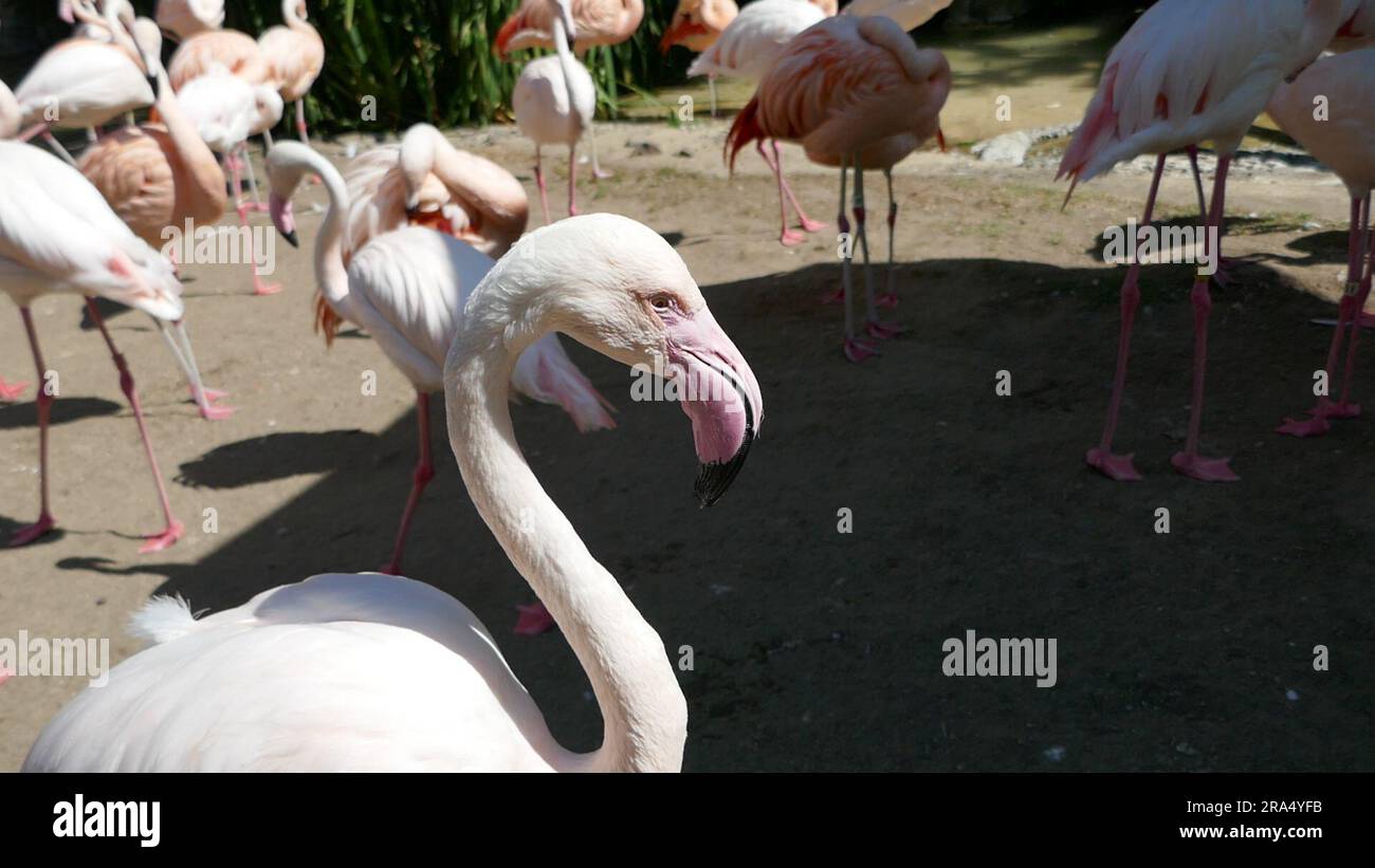 Los Angeles, California, USA 29th June 2023 Flamingos at LA Zoo on June ...