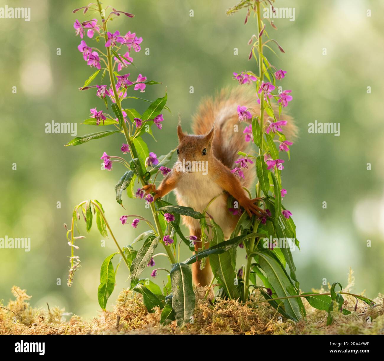 Red squirrel stand between flowers hi-res stock photography and images ...