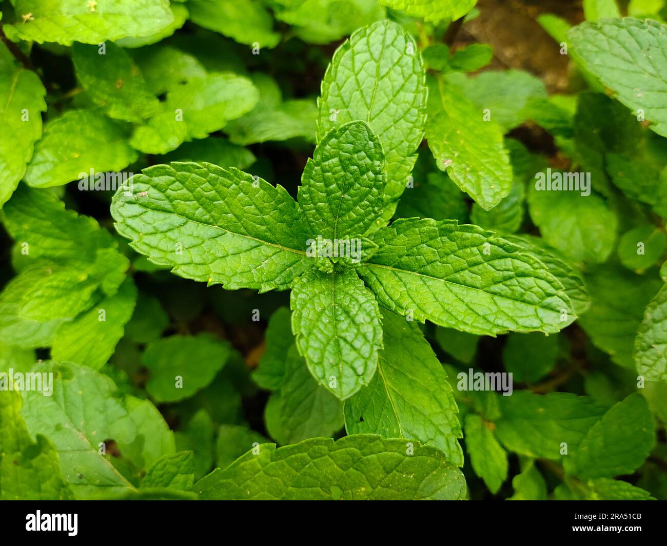 Mint Herb Properties at Willy Booth blog