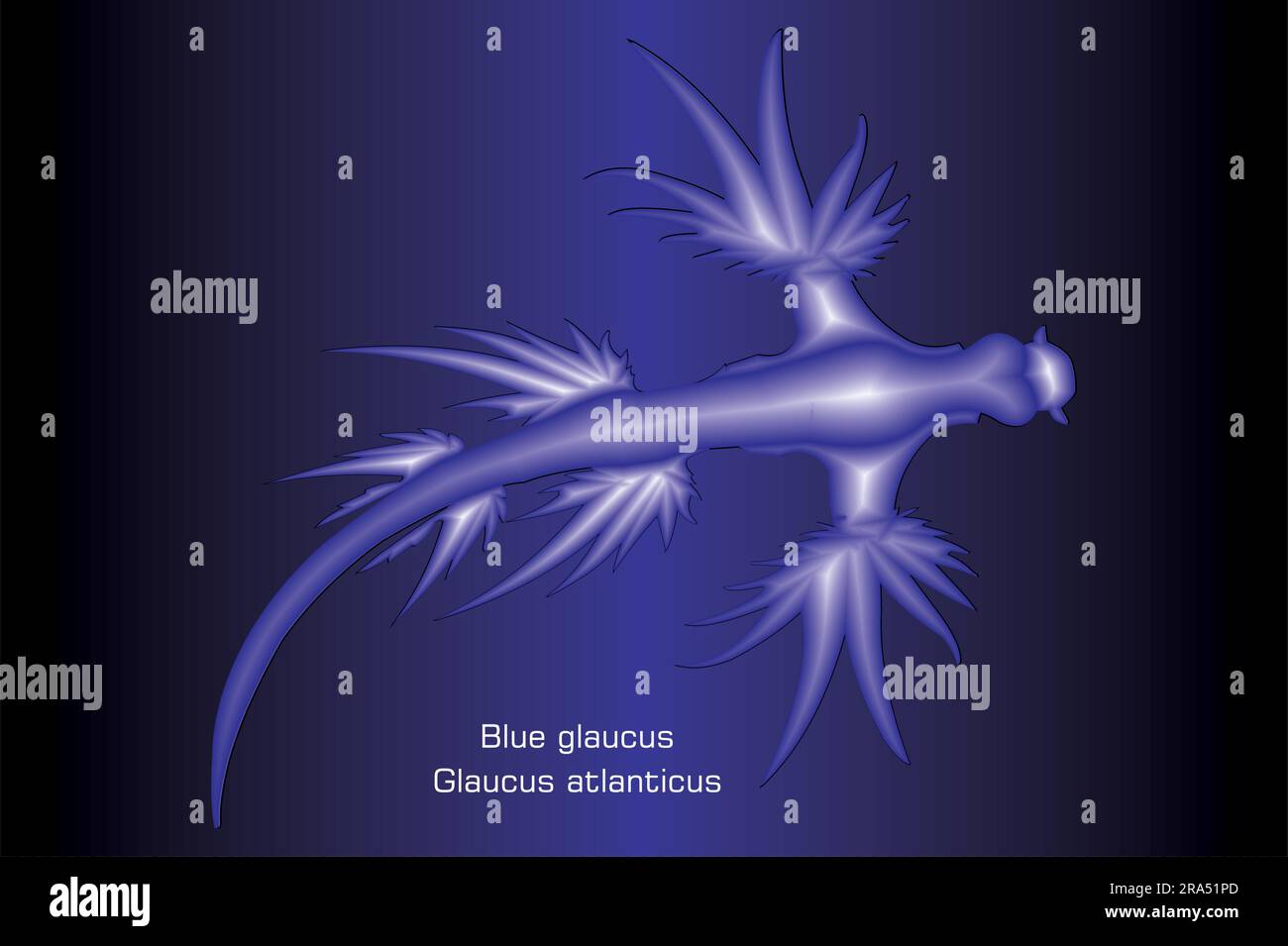 Blue glaucus on abstract Background - Illustration, Blue Dragon Sea ...