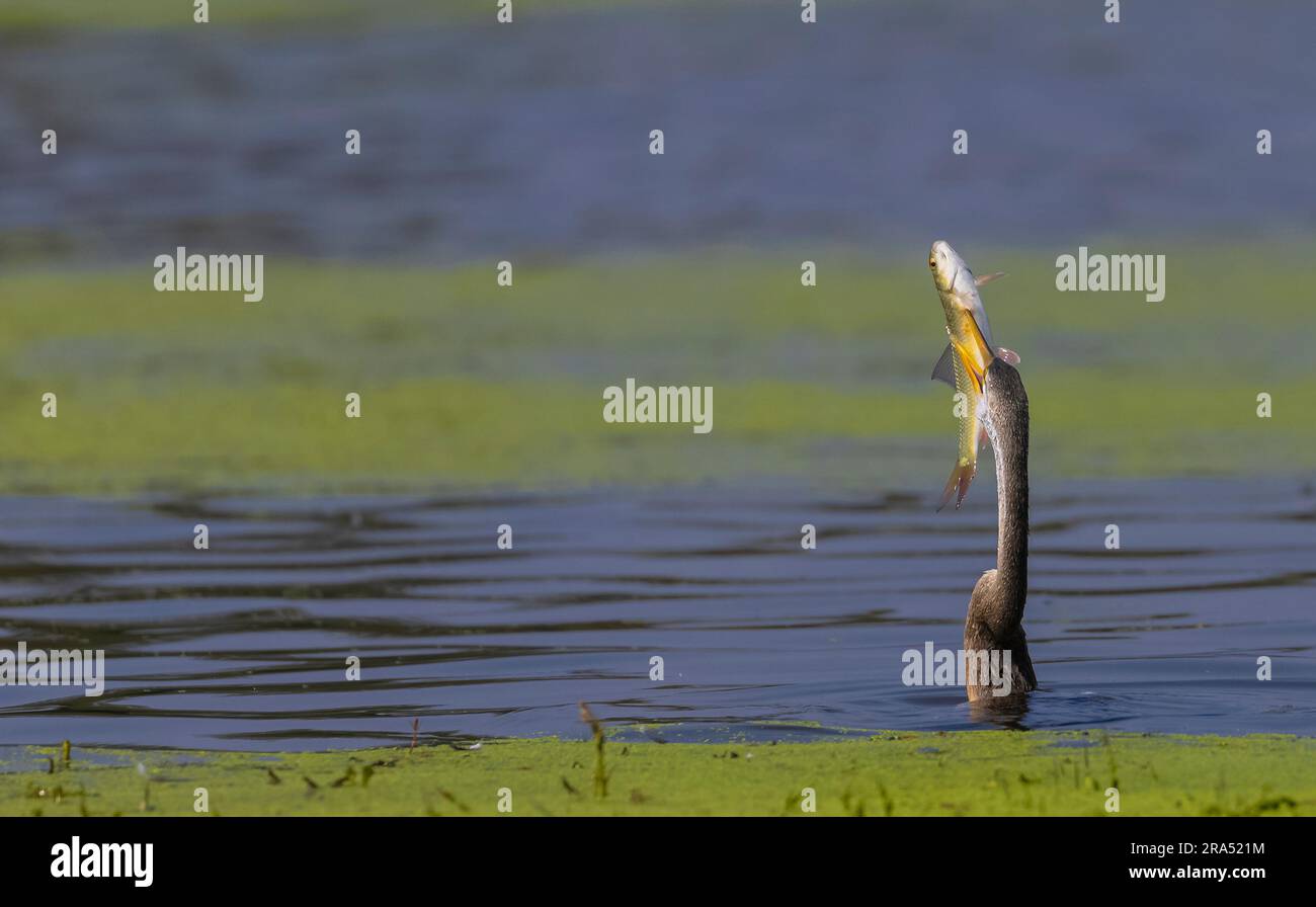 Snake catching bird hi-res stock photography and images - Alamy