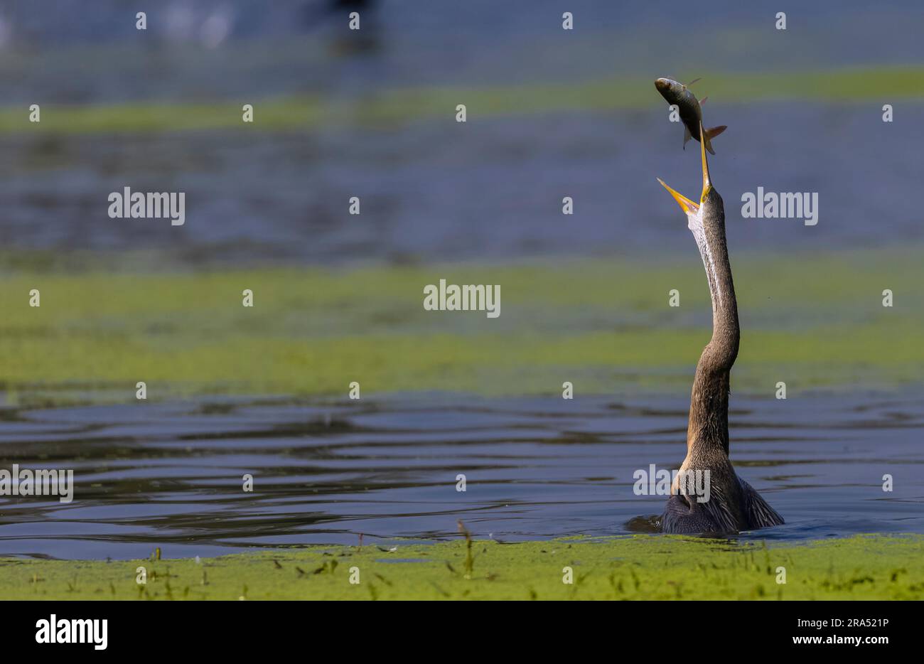 Oriental Darter or Indian snake bird (Anhinga melanogaster) catching ...