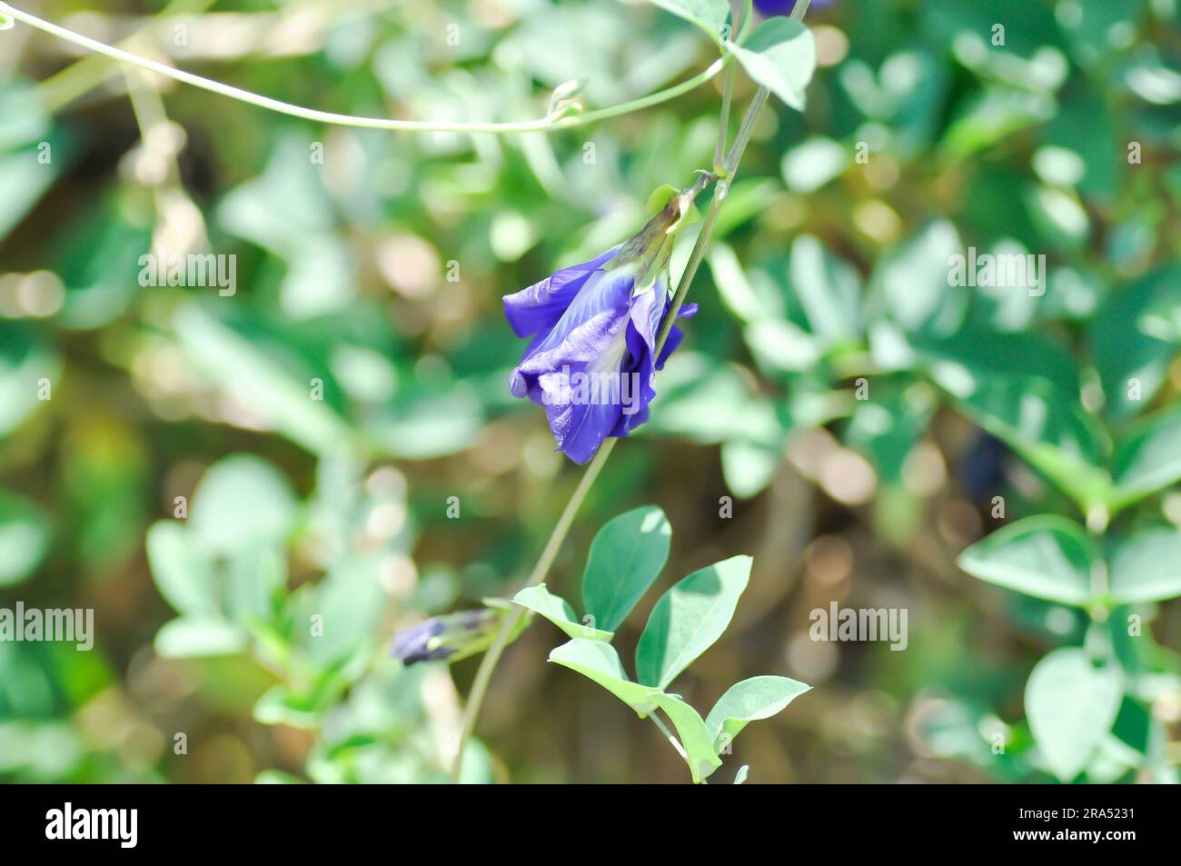 butterfly pea , blue pea flower or Clitoria ternatea L or PAPILIONACEAE ...
