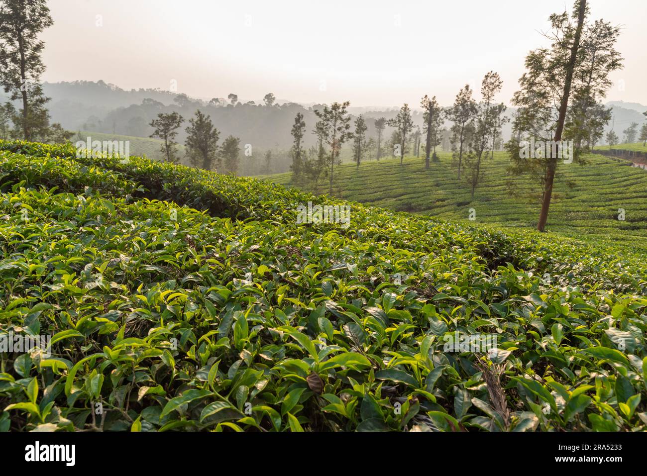 Beautiful tea estate Coorg India Stock Photo - Alamy