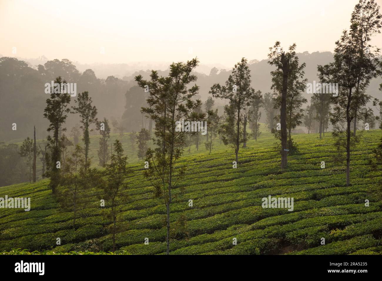 Beautiful tea estate Coorg India Stock Photo - Alamy