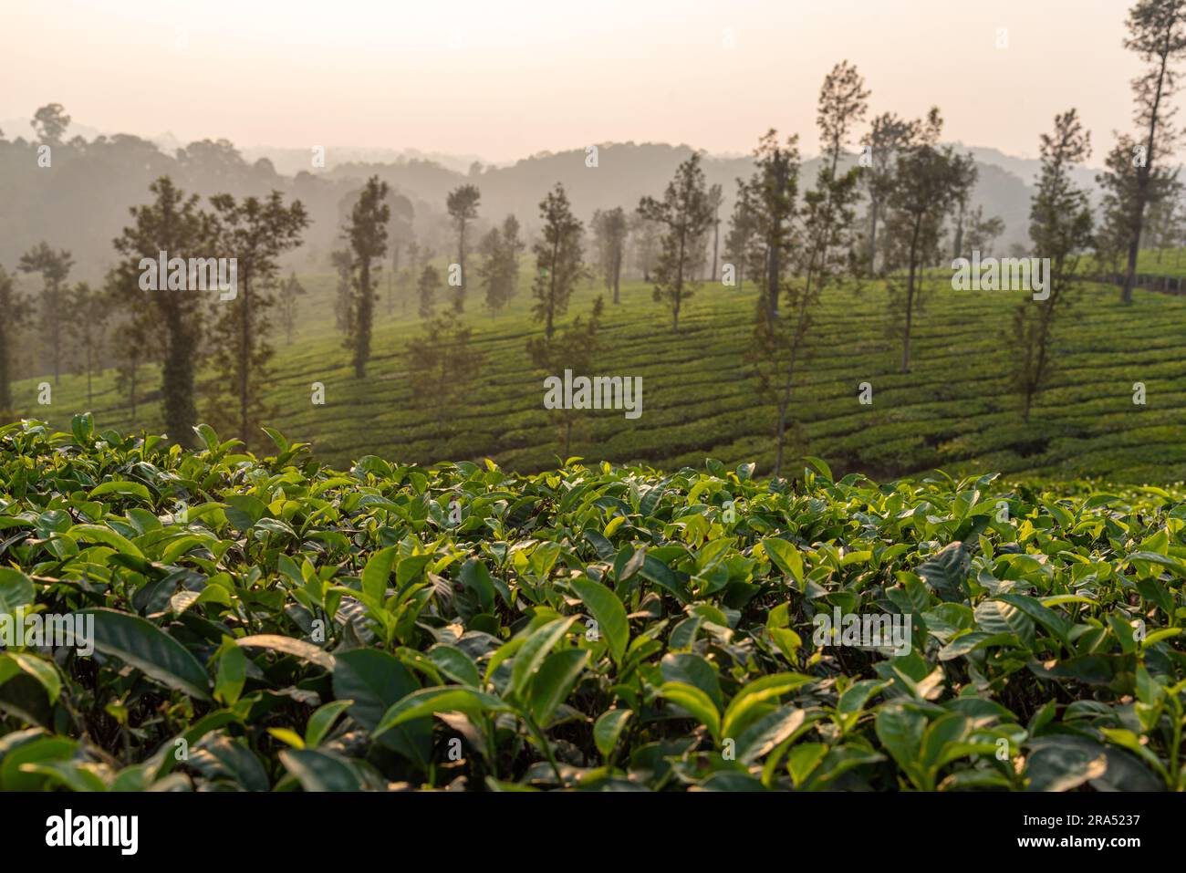 Beautiful tea estate Coorg India Stock Photo - Alamy