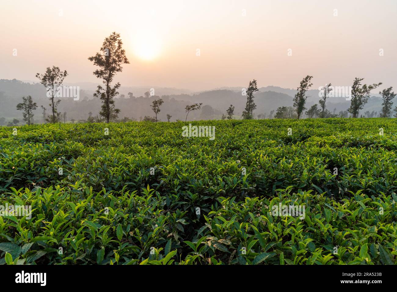 Beautiful tea estate Coorg India Stock Photo - Alamy