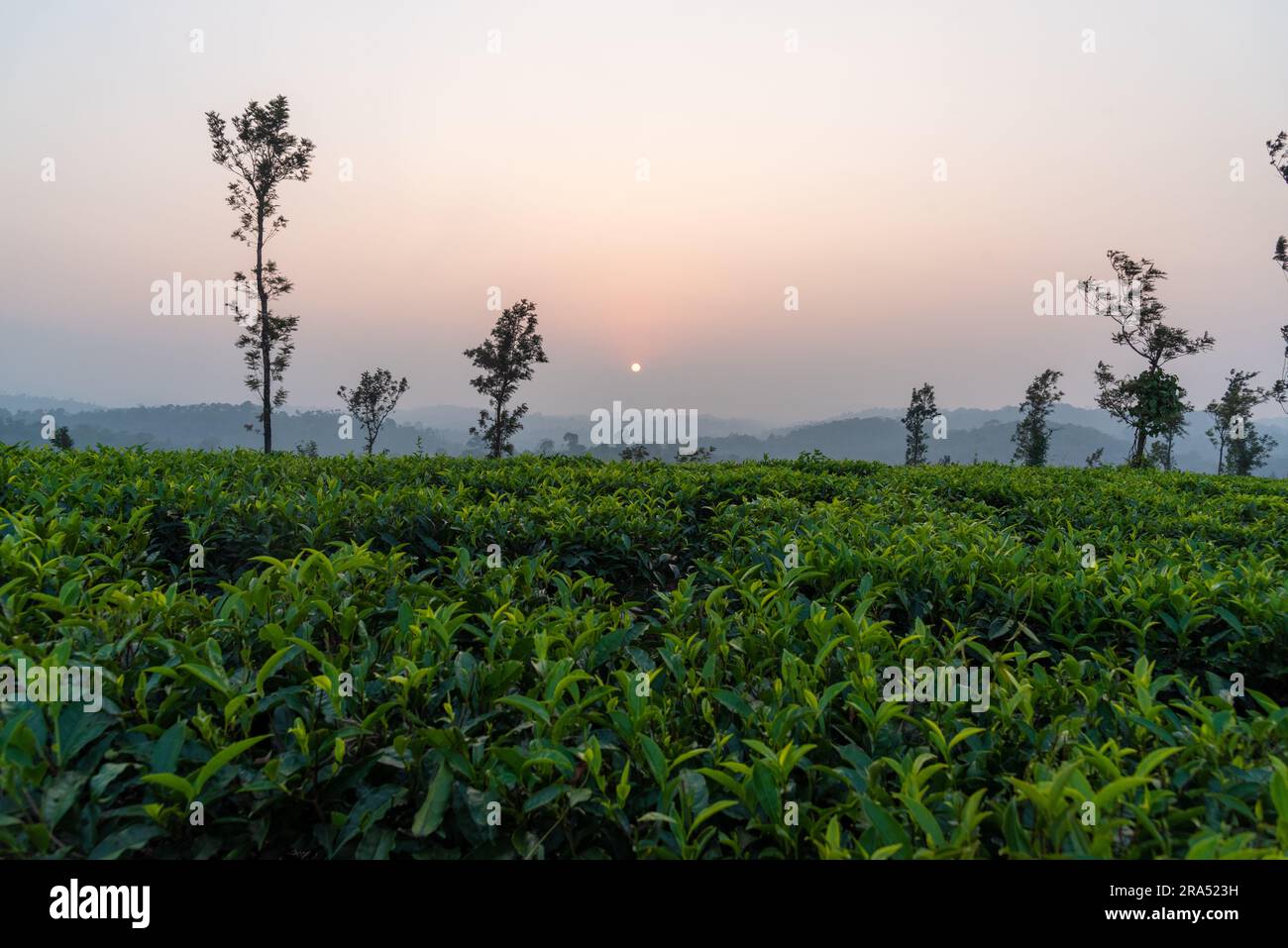 Coorg, india hi-res stock photography and images - Alamy