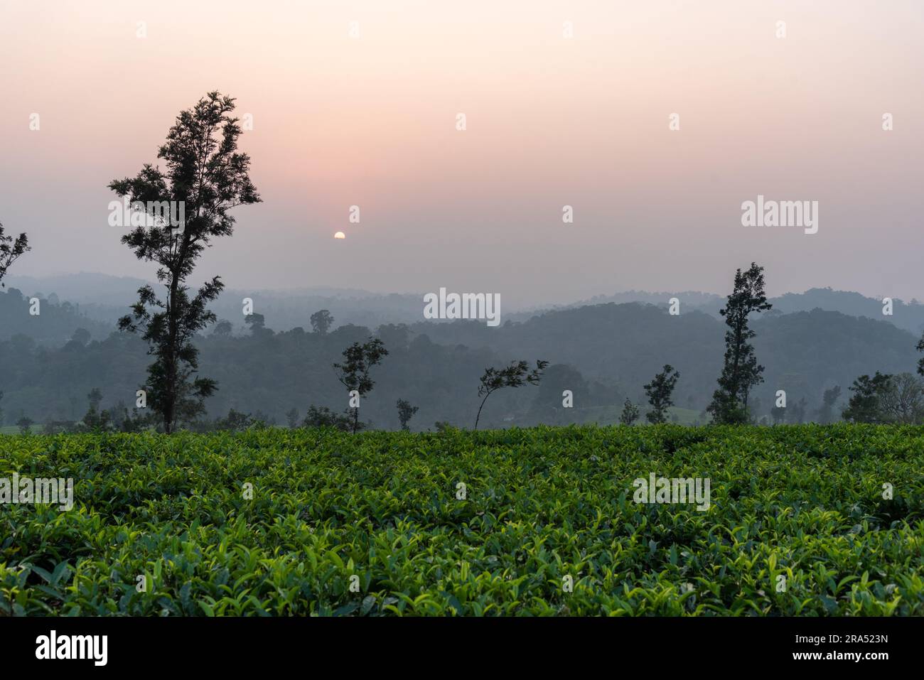 Beautiful tea estate Coorg India Stock Photo - Alamy