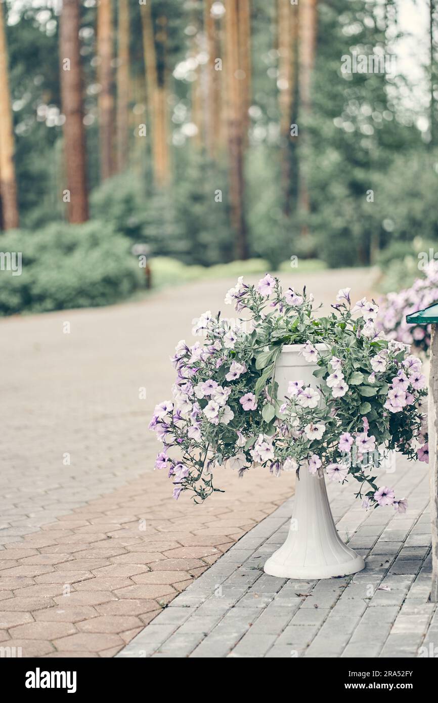 Pink petunia flowers in a decorative flower pot close-up, against a ...