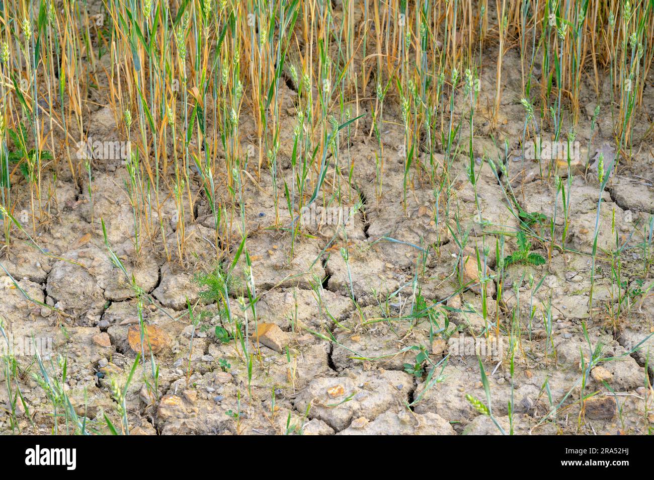 Close up of cracked farmland inside a barley field with loose stones ...